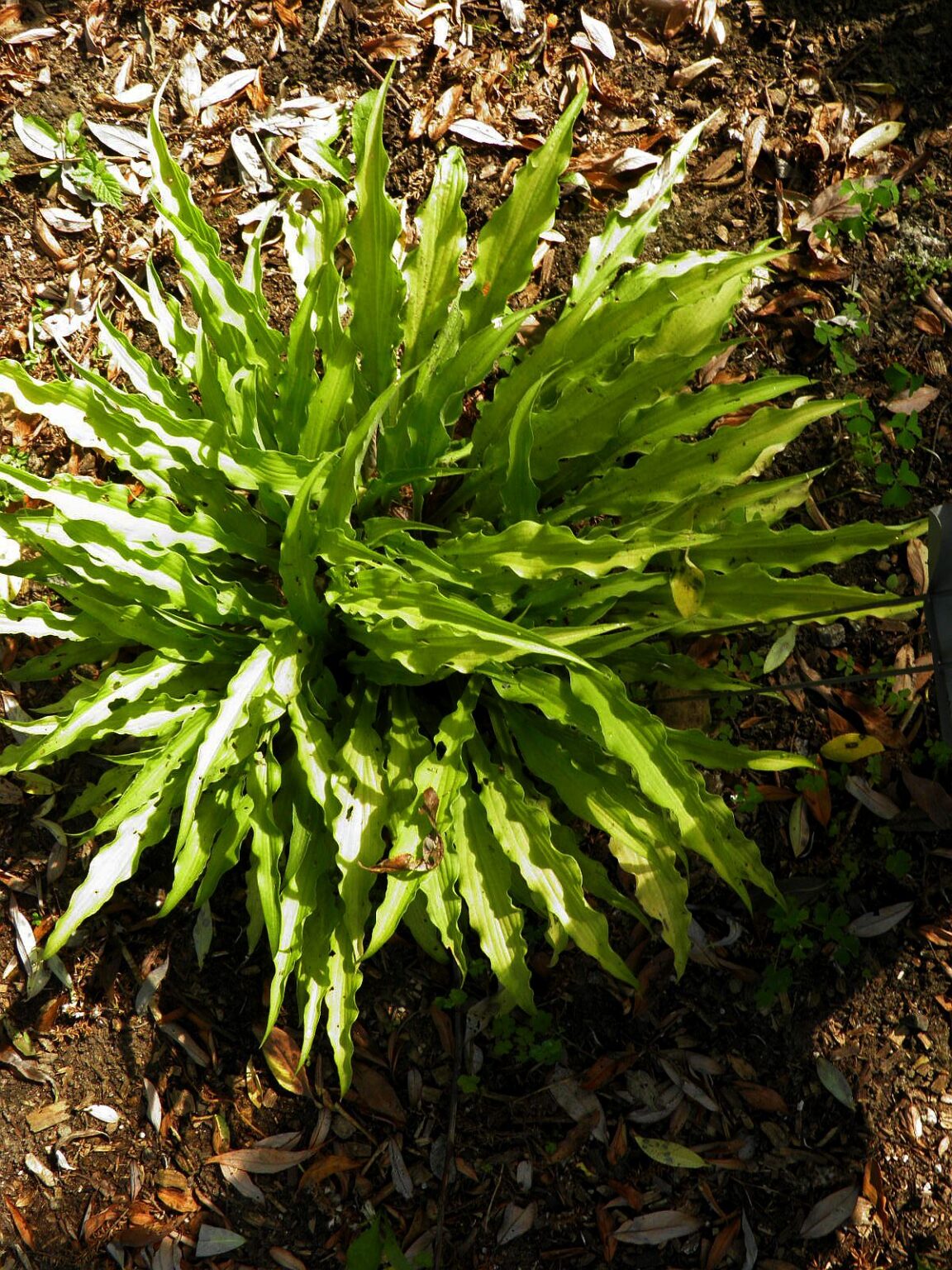 Hosta Curly Fries $21 - Vermont Flower Farm