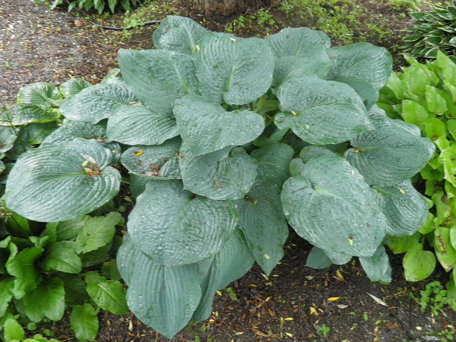 Hosta Powder Blue - Vermont Flower Farm