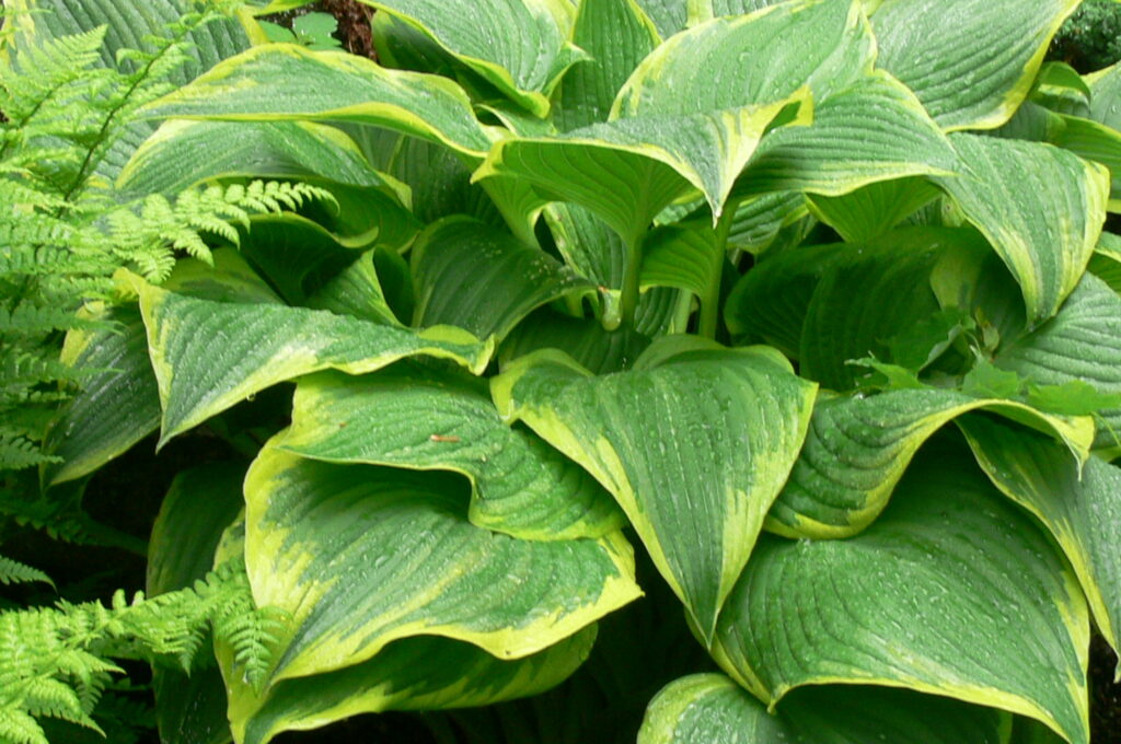 Hosta Yellow River $24 - Vermont Flower Farm