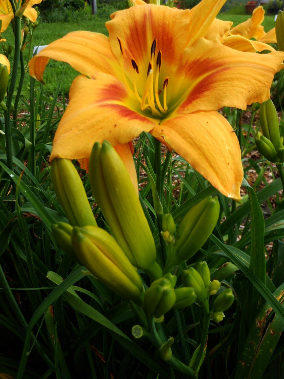 Daylily Alna Pride - Vermont Flower Farm