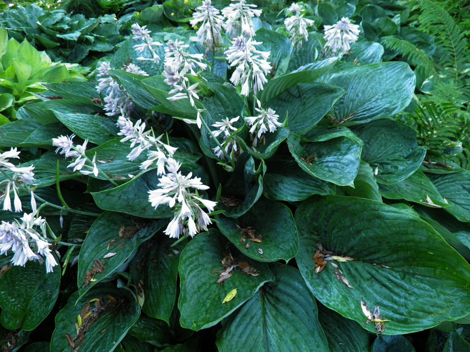Hosta Empress Wu $24 - Vermont Flower Farm