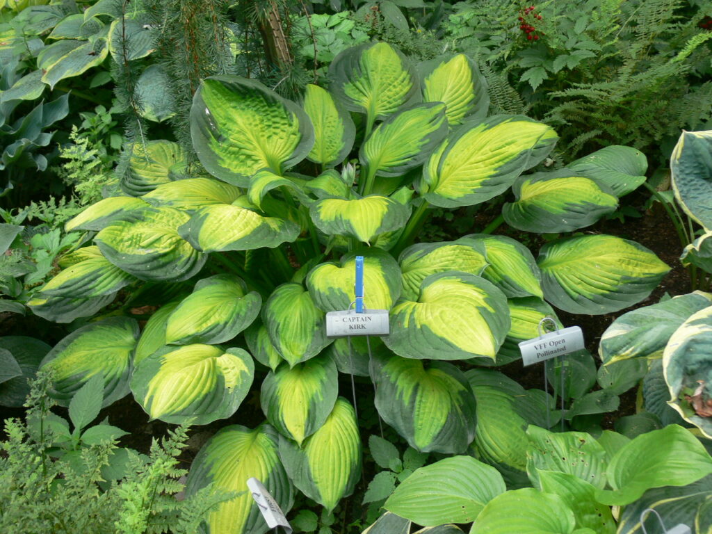 Hosta Captain Kirk $24 - Vermont Flower Farm