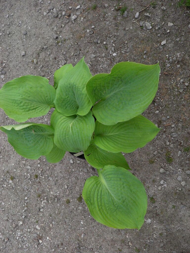 Hosta Doubloons $24 - Vermont Flower Farm
