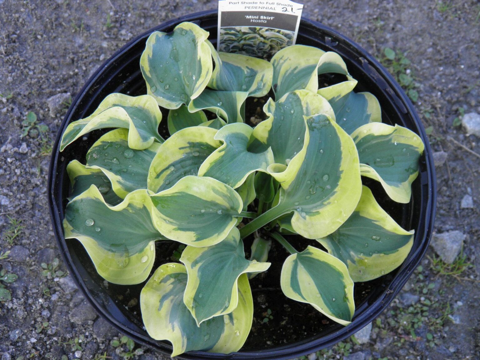 Hosta Mini Skirt $21 - Vermont Flower Farm