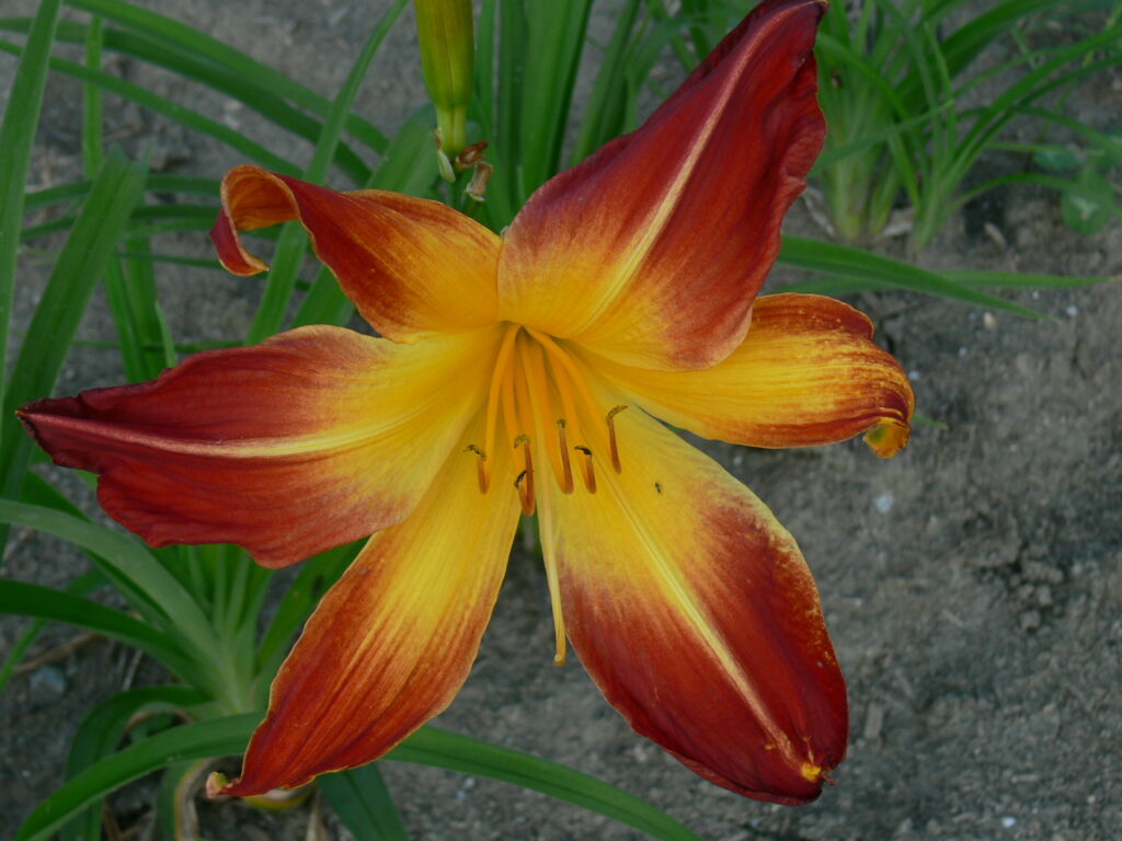 Daylily Red Flag $19 - Vermont Flower Farm