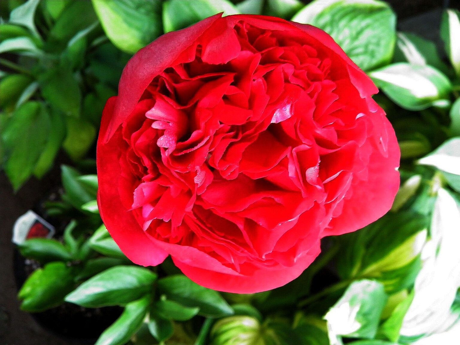 Peony Command Performance - Vermont Flower Farm