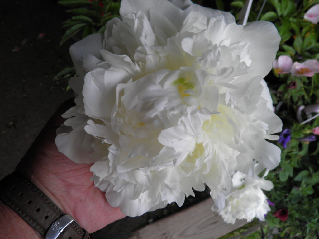 Peony Duchess De Nemours $34 - Vermont Flower Farm