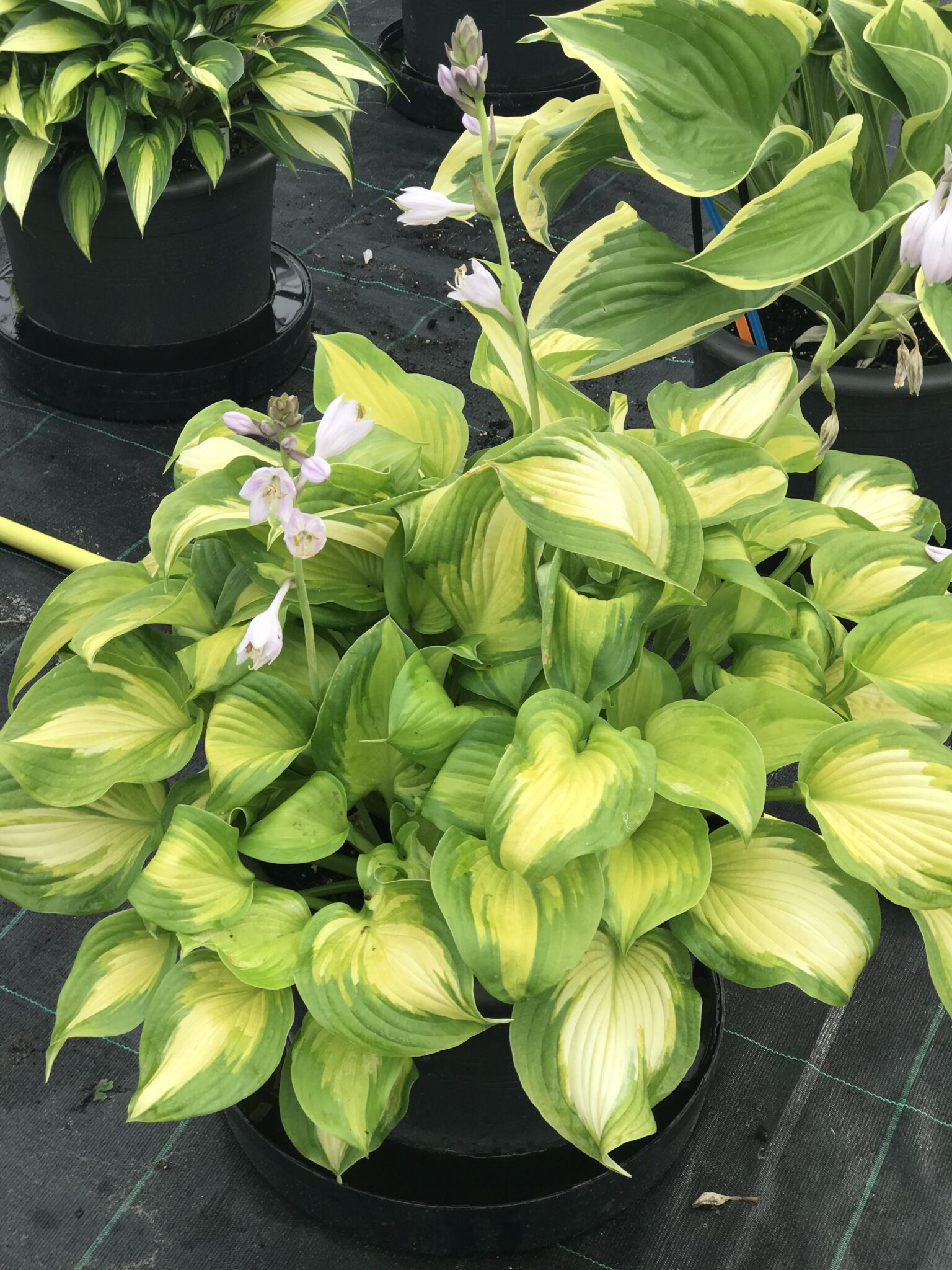 Hosta Lakeside Banana Bay $21 - Vermont Flower Farm