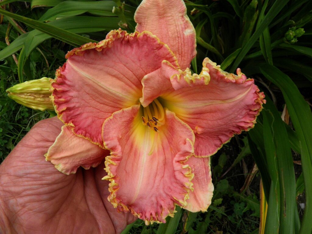 Daylily Honky Tonk Barbie $24 - Vermont Flower Farm