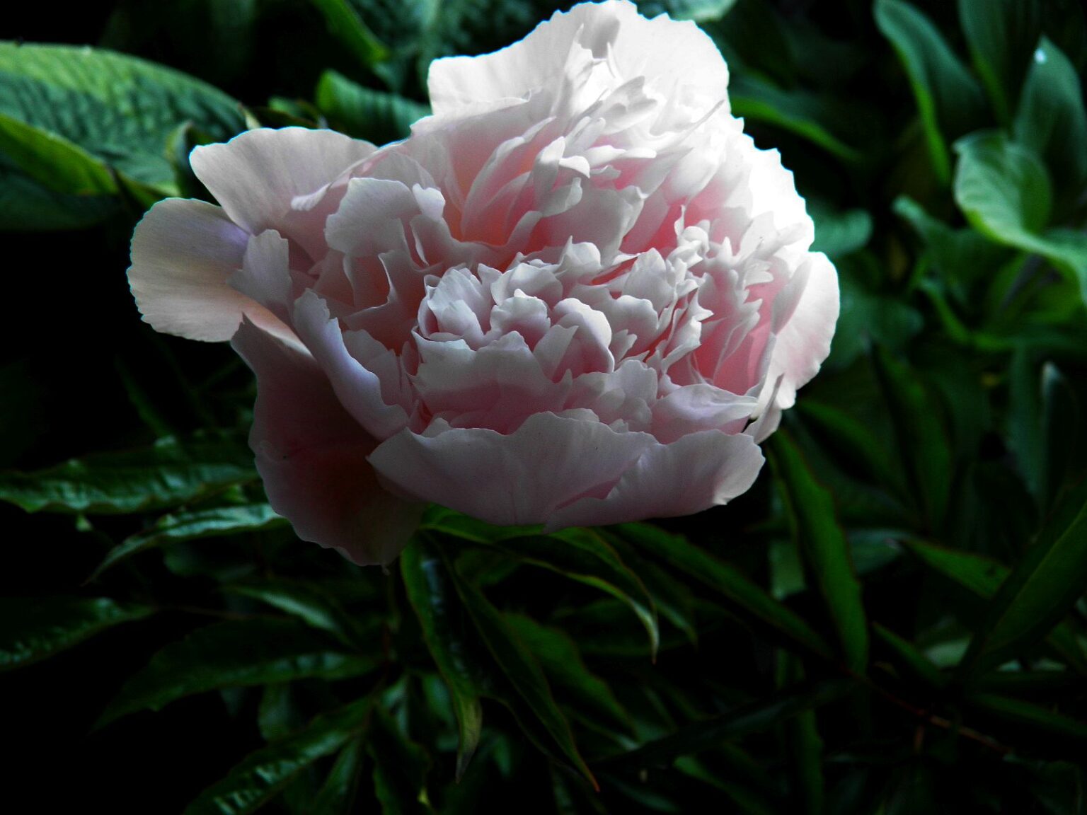 Peony Pecher $34 - Vermont Flower Farm