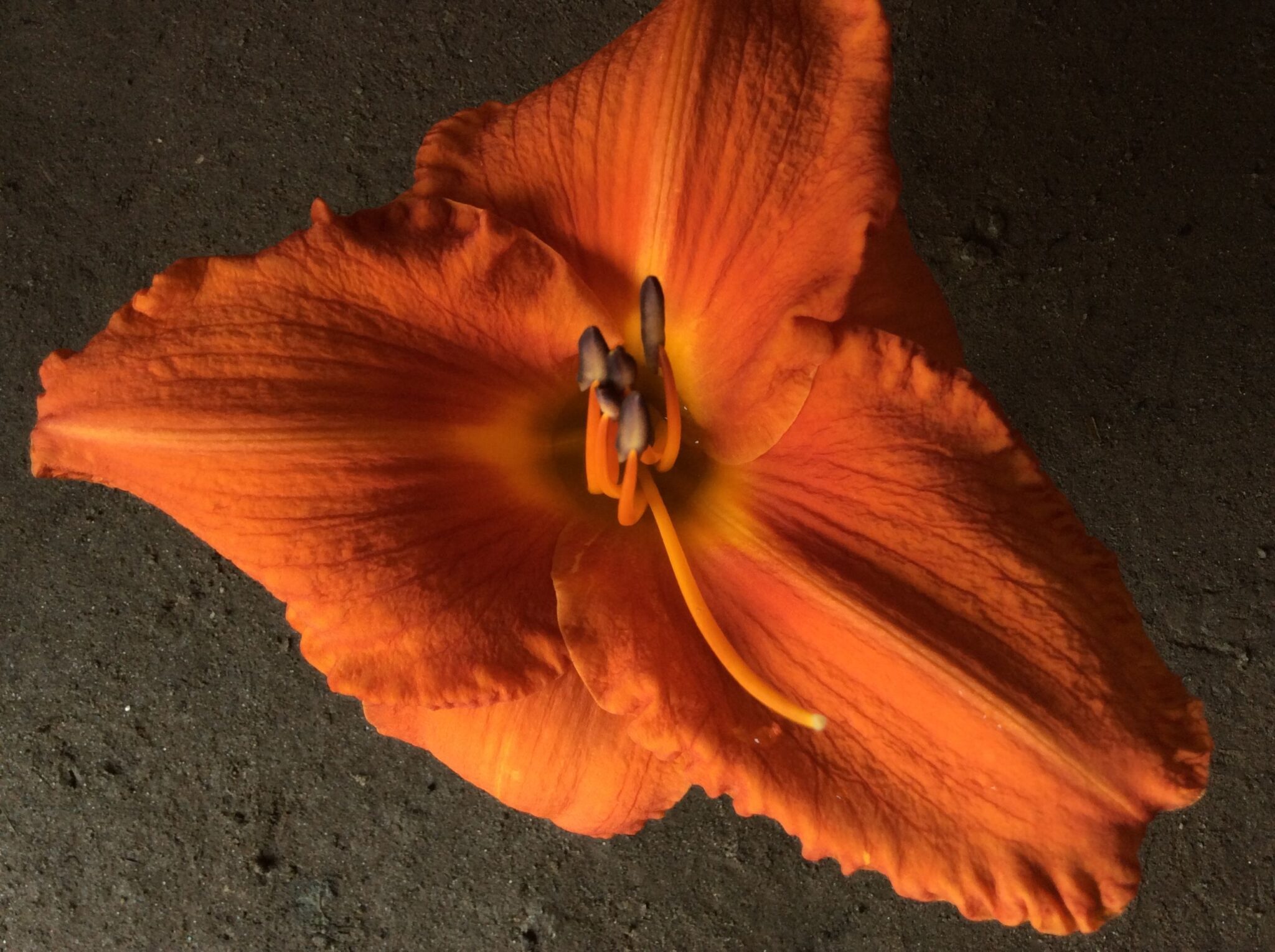 Daylily Hot Bronze - Vermont Flower Farm