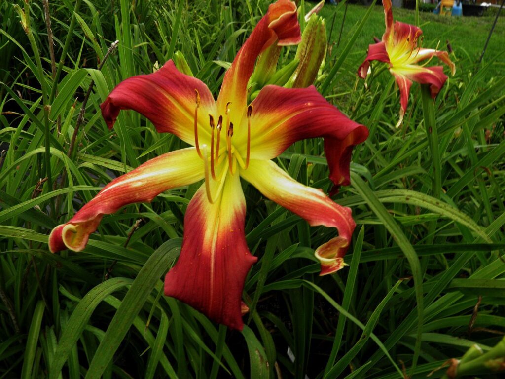 Daylily Hubbles Buddy $24 - Vermont Flower Farm